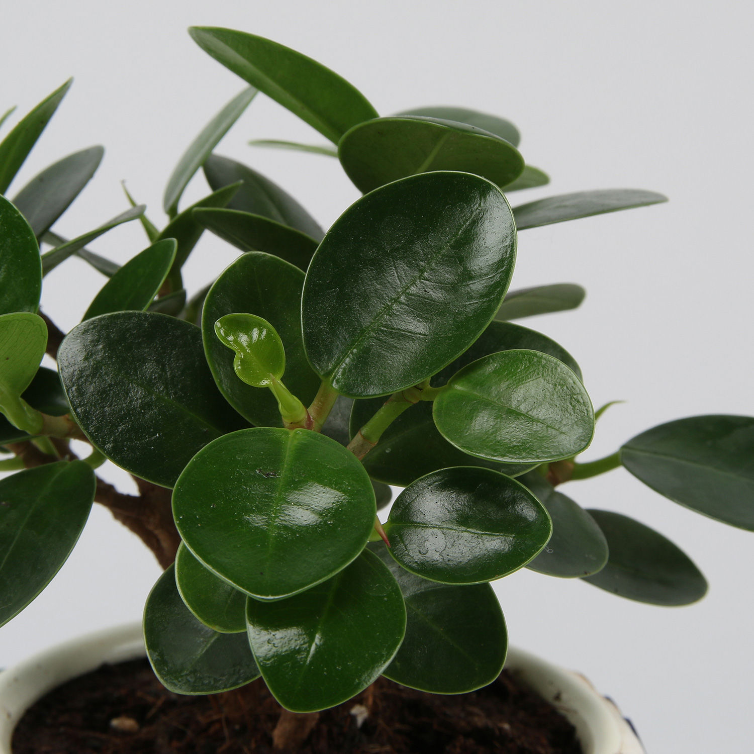 Buy/Send Ficus Compacta Plant In Floral Mosaic Design Pot Online- Ferns ...