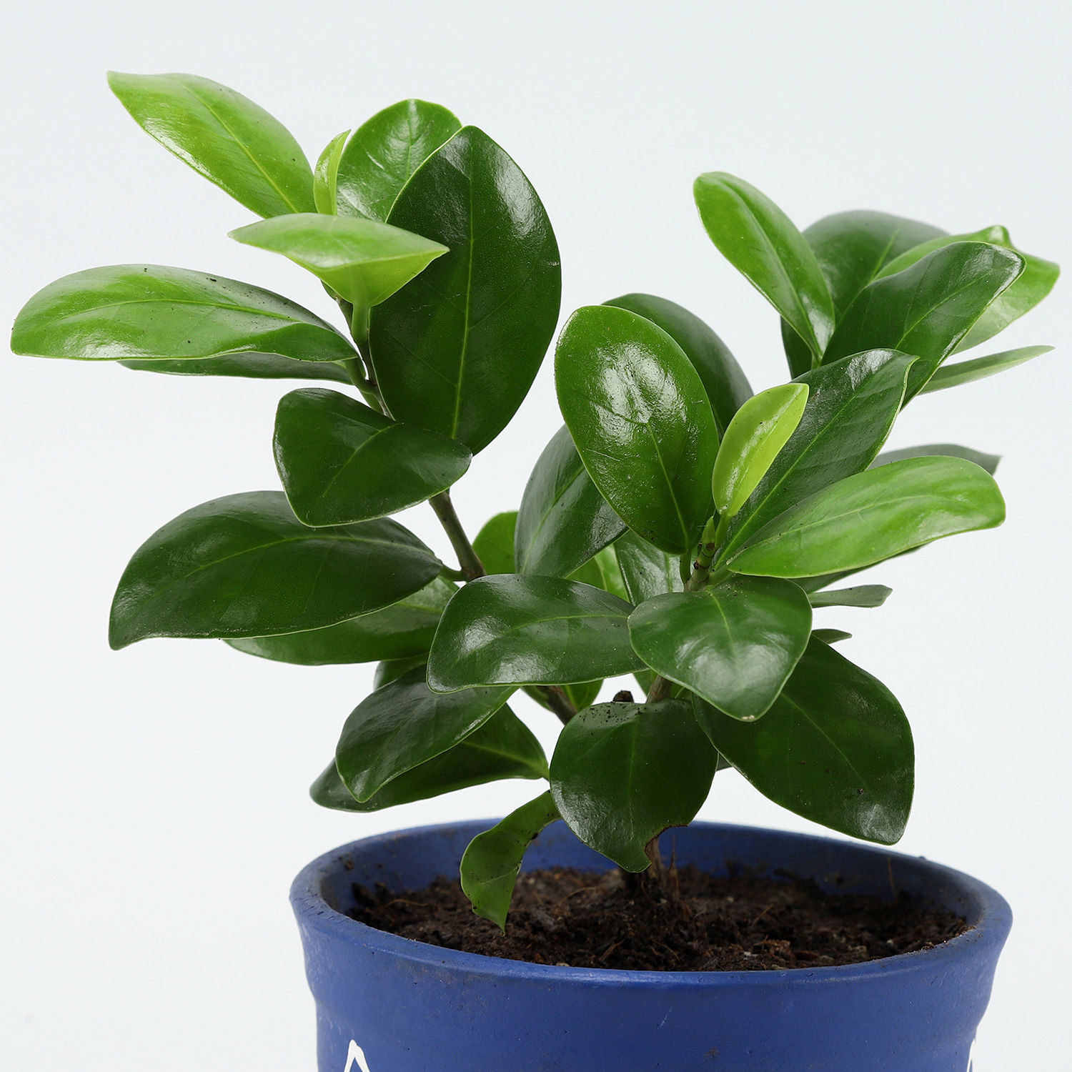 Buy/Send Ficus Compacta Plant In Blue Handmade Terracotta Pot Online ...
