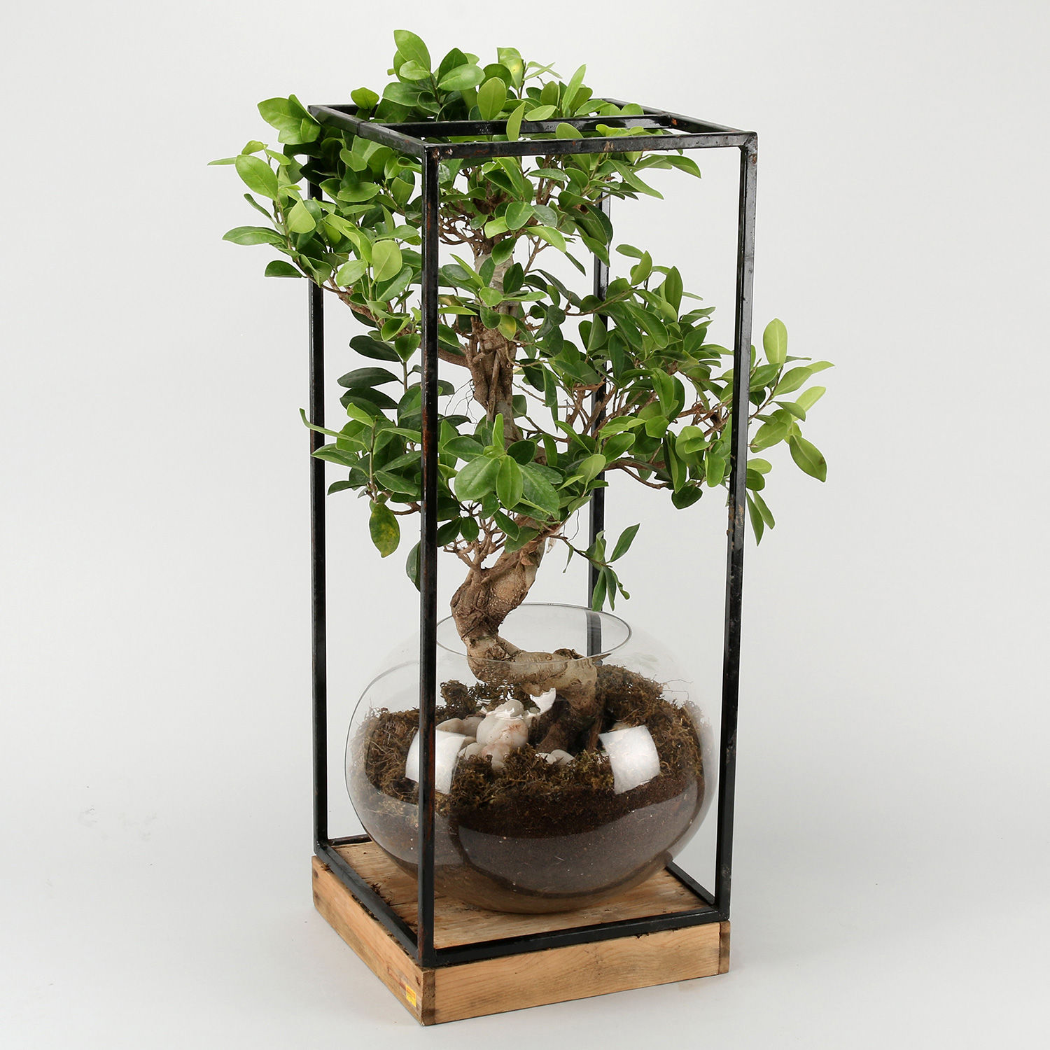 Buy/Send Ficus S Shaped Bonsai In Iron Stand Online- Ferns N Petals