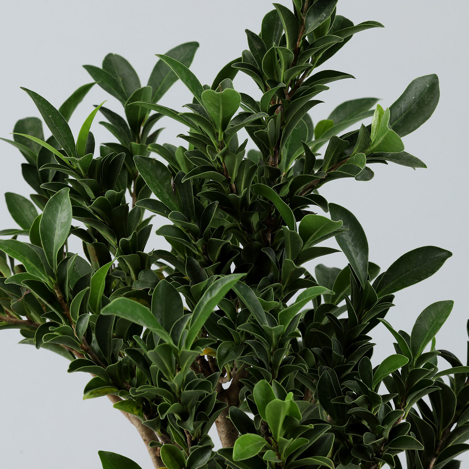 Buy/Send Jamia Plant In Glass Vase Online- Ferns N Petals