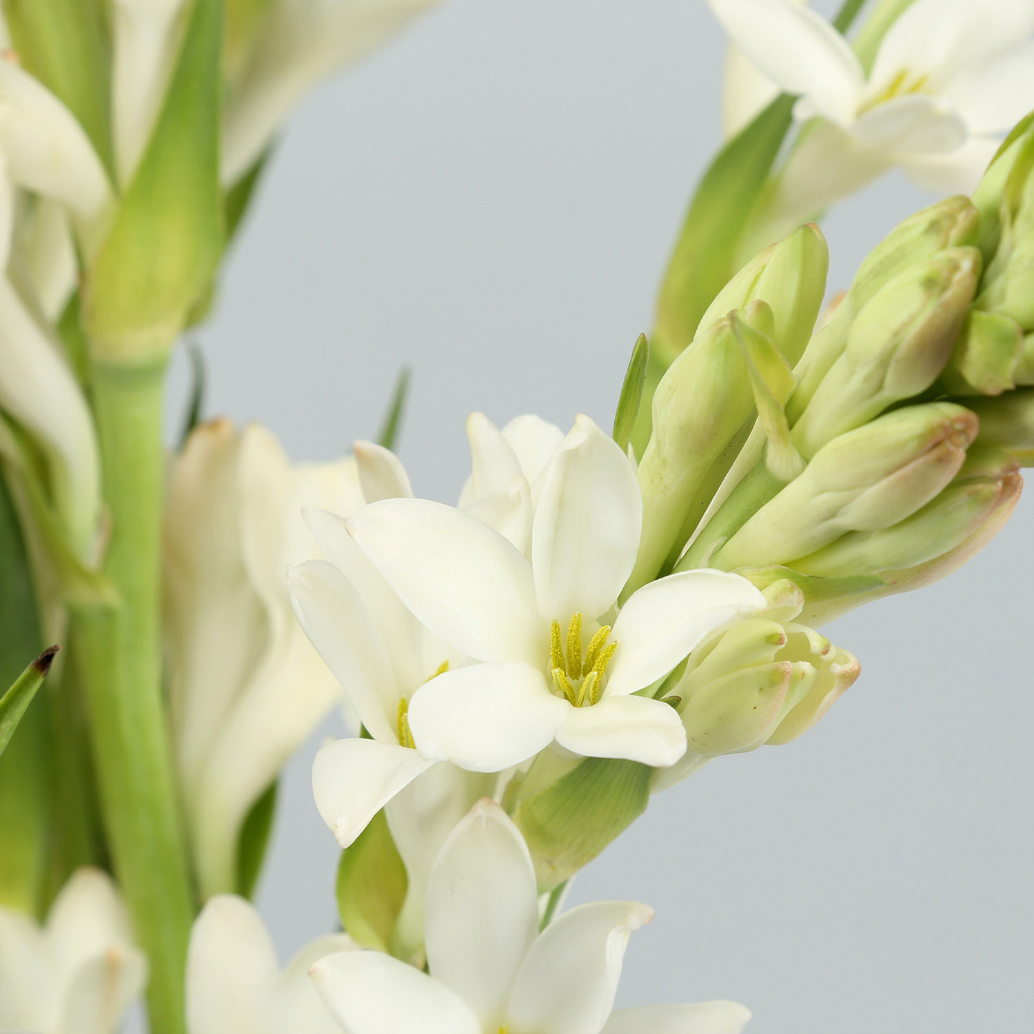 Buy/Send 15 White Tube Roses In Cylindrical Vase Online- Ferns N Petals