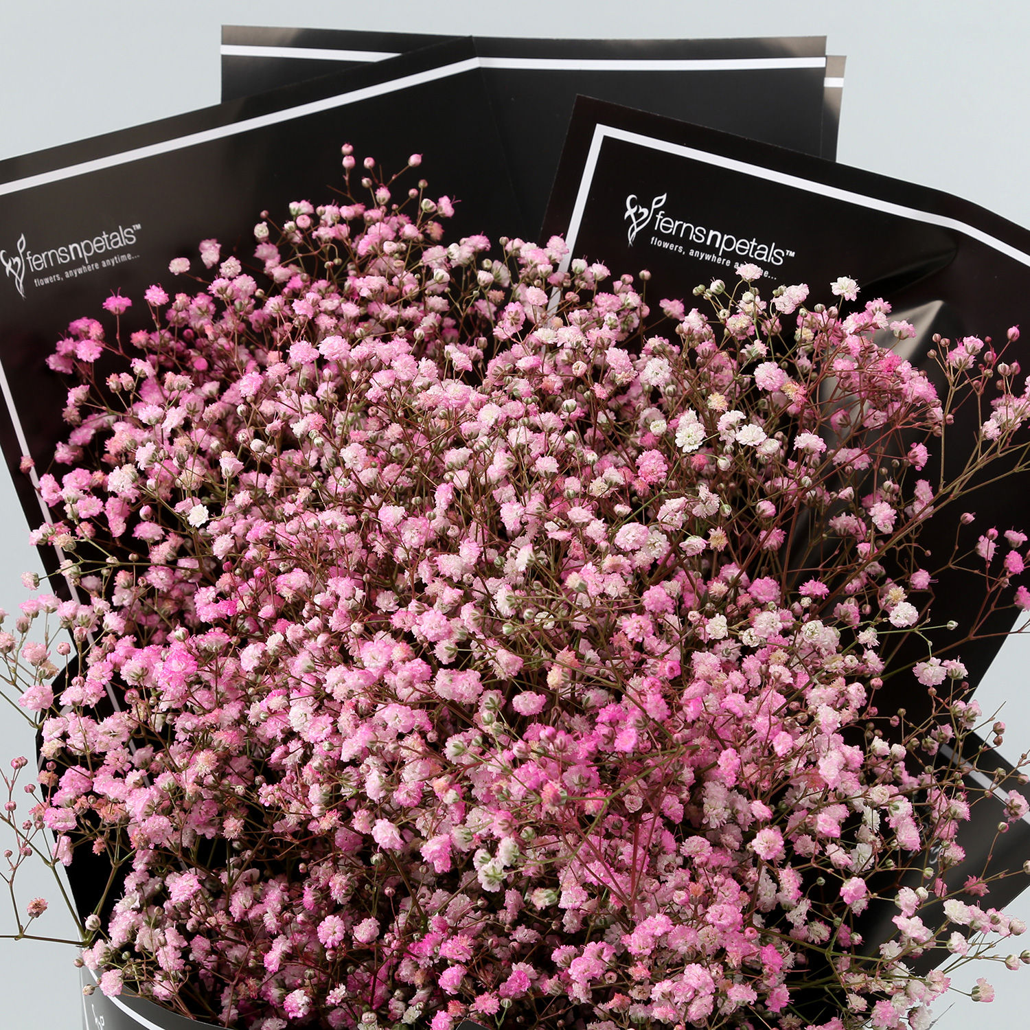 Buy/Send Pink Sprayed Gypso Bundle Tied With Pink Raffia Online- Ferns ...