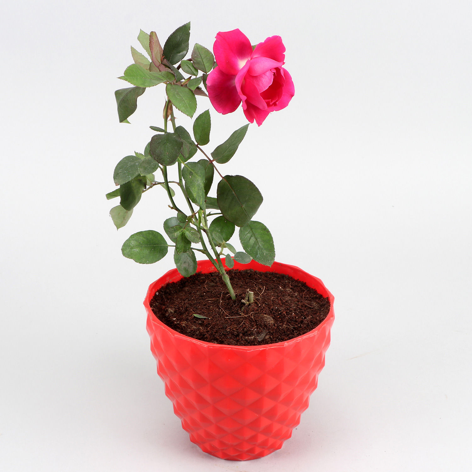 Buy/Send Red Rose Plant In Pretty Red Kohinoor Pot Online- Ferns N Petals