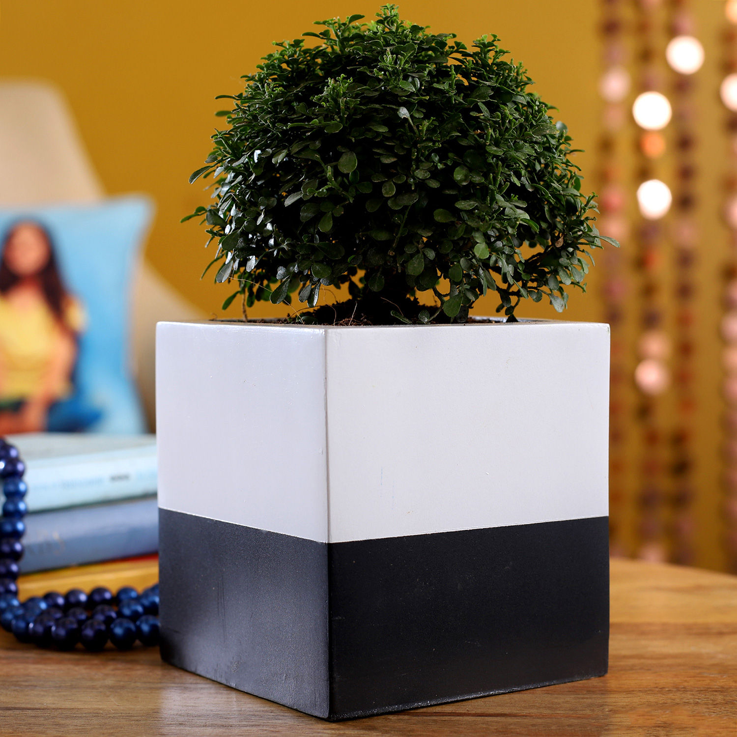 Buy/Send Table Kamini Plant In Black & White Planter Online- Ferns N Petals