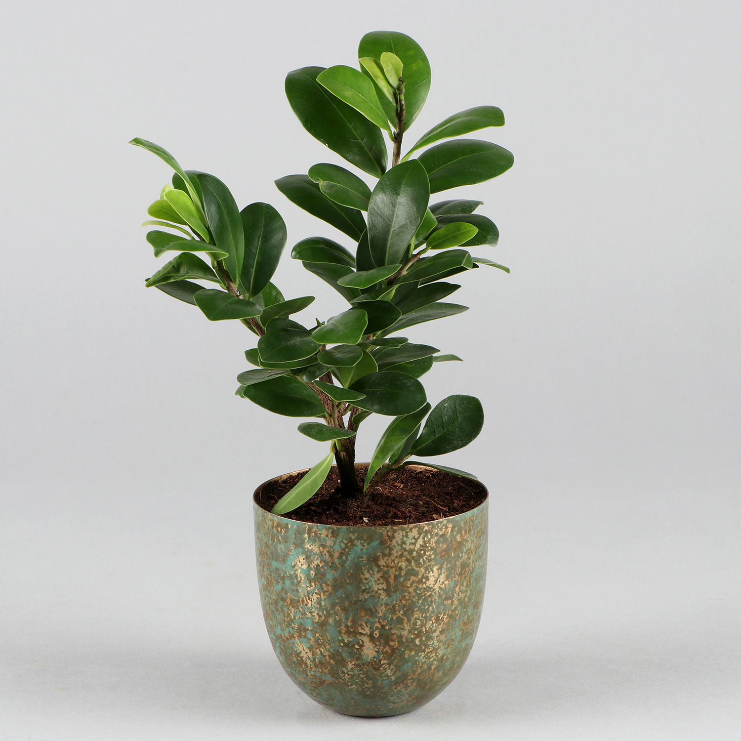Buy/Send Ficus Compacta Plant In Shimmery Green Pot Online- Ferns N Petals
