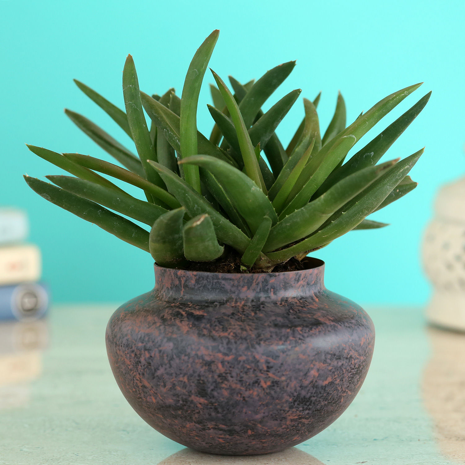 Buy/Send Mini Aloe Vera Plant In Purple Matki Pot Online- Ferns N Petals