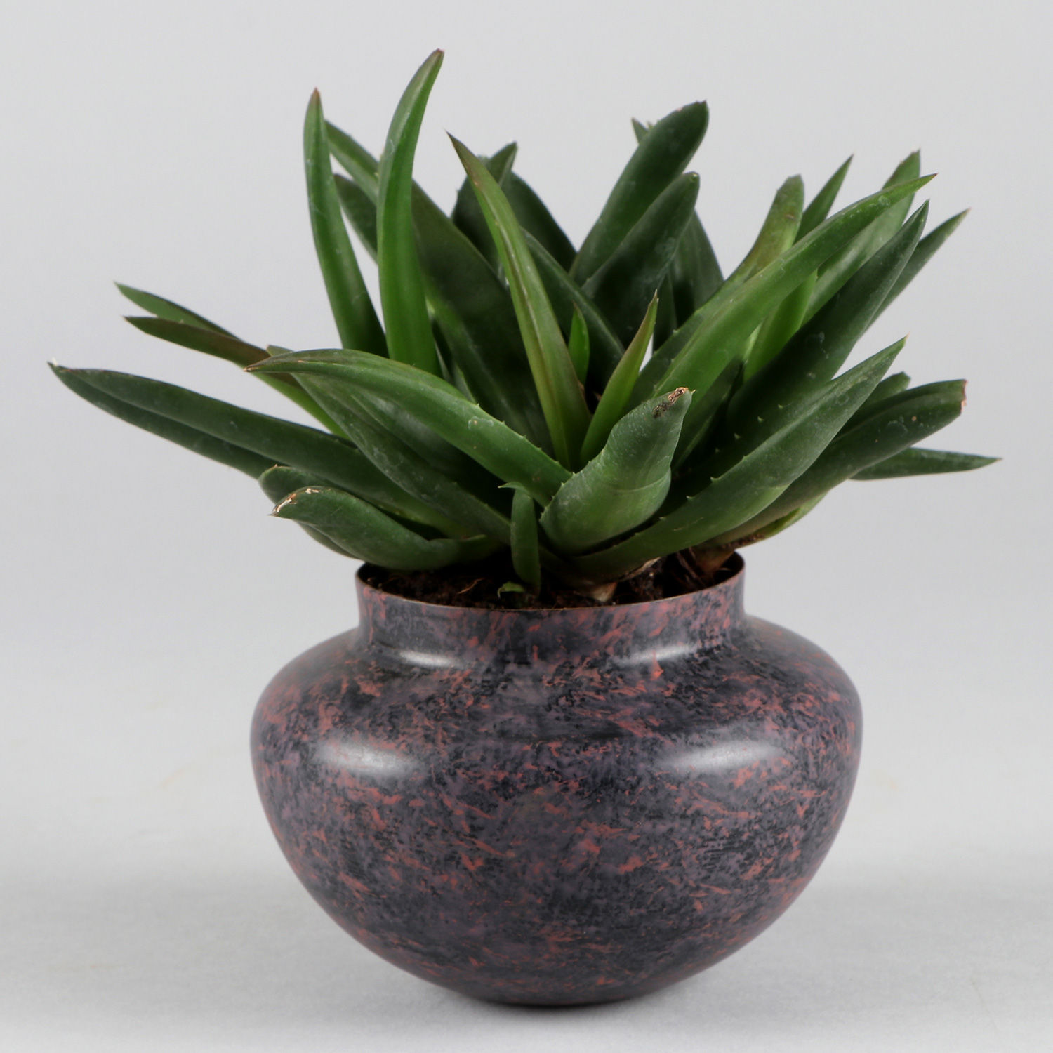 Buy/Send Mini Aloe Vera Plant In Purple Matki Pot Online- Ferns N Petals