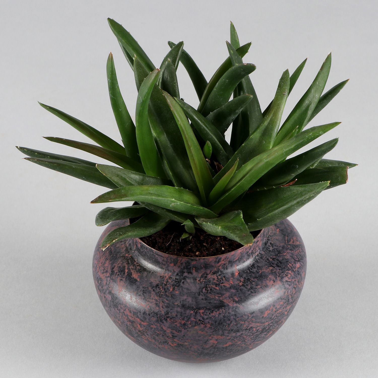 Buy/Send Mini Aloe Vera Plant In Purple Matki Pot Online- Ferns N Petals