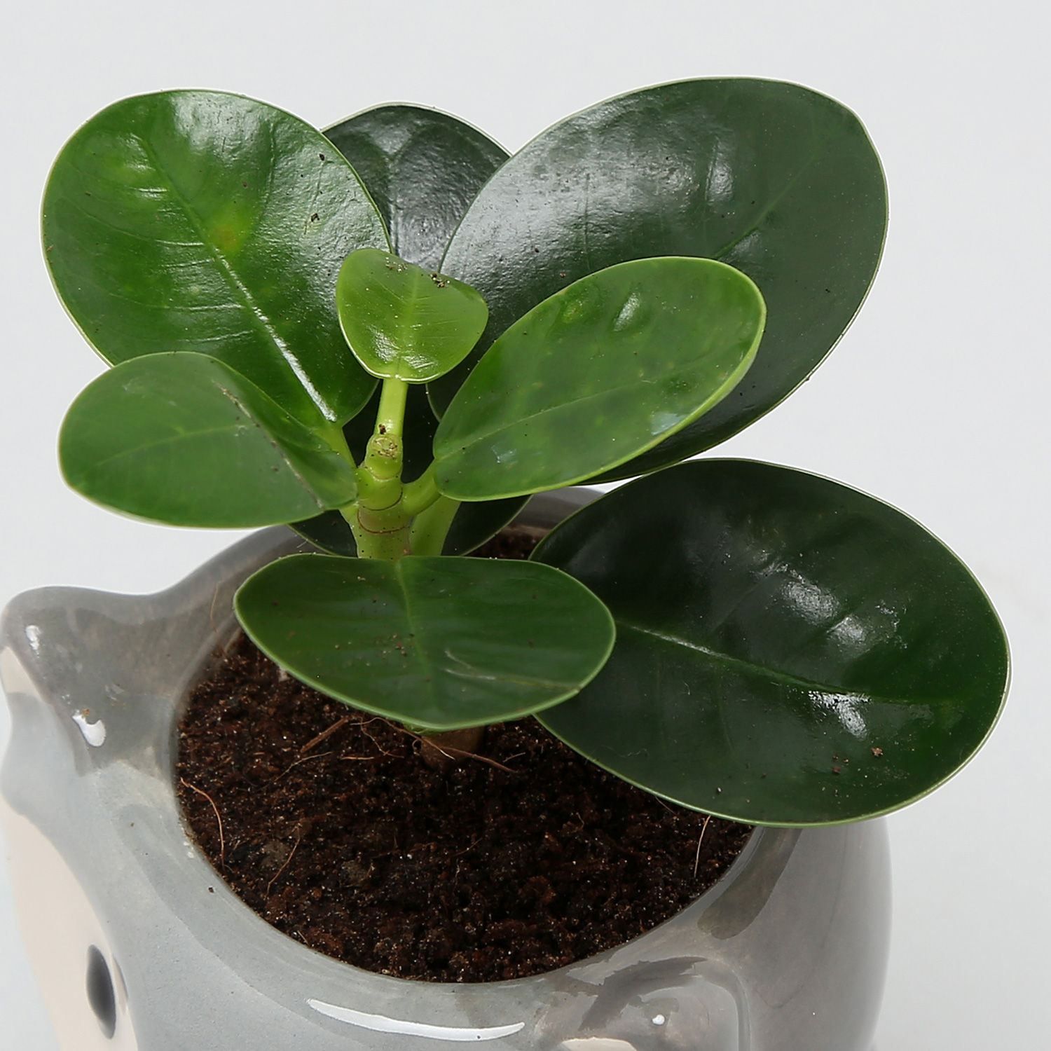 Buy/Send Ficus Compacta Plant In Grey Fox Ceramic Pot Online- Ferns N ...
