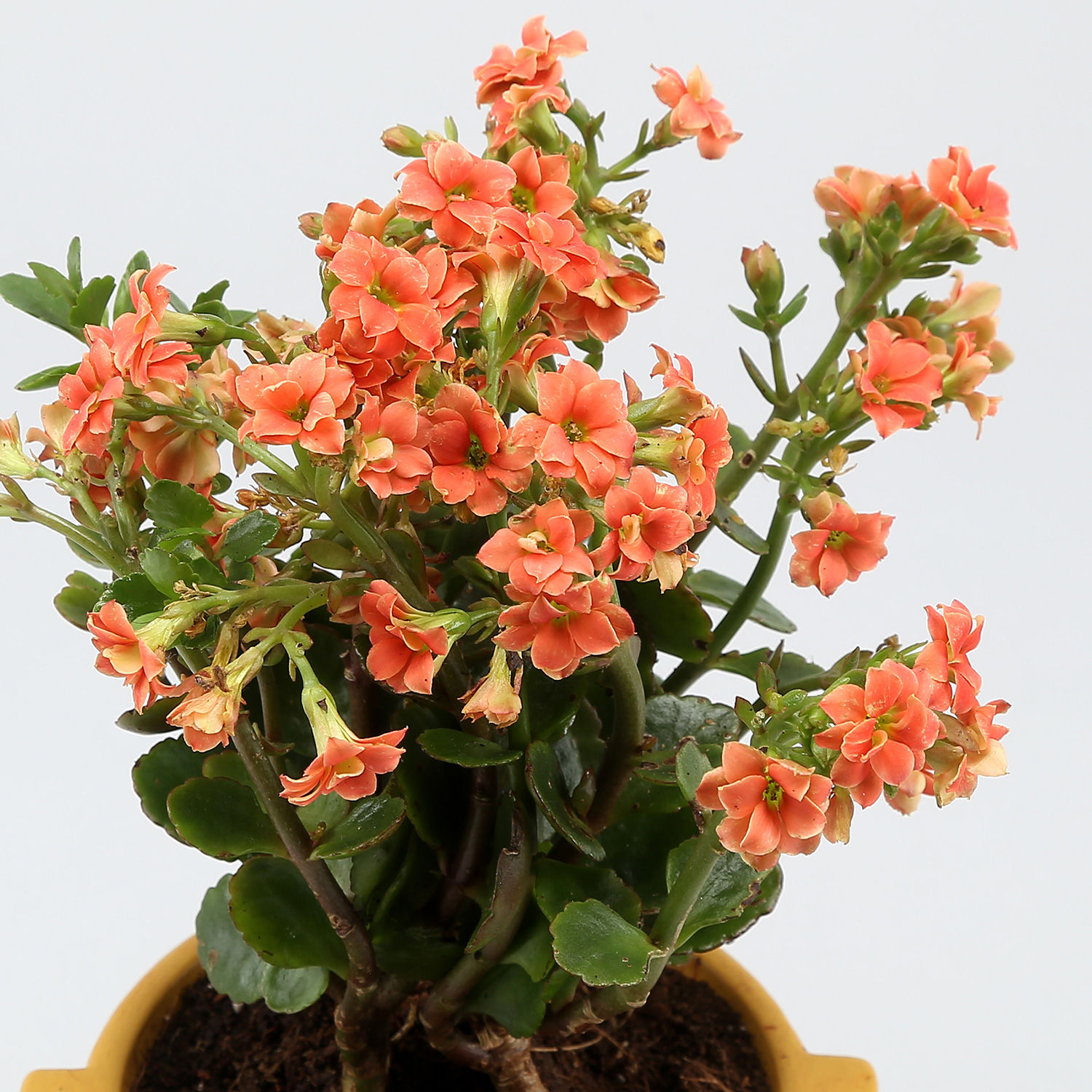 Buy/Send Orange Kalanchoe Plant In Yellow Pot With Wooden Plate Online ...