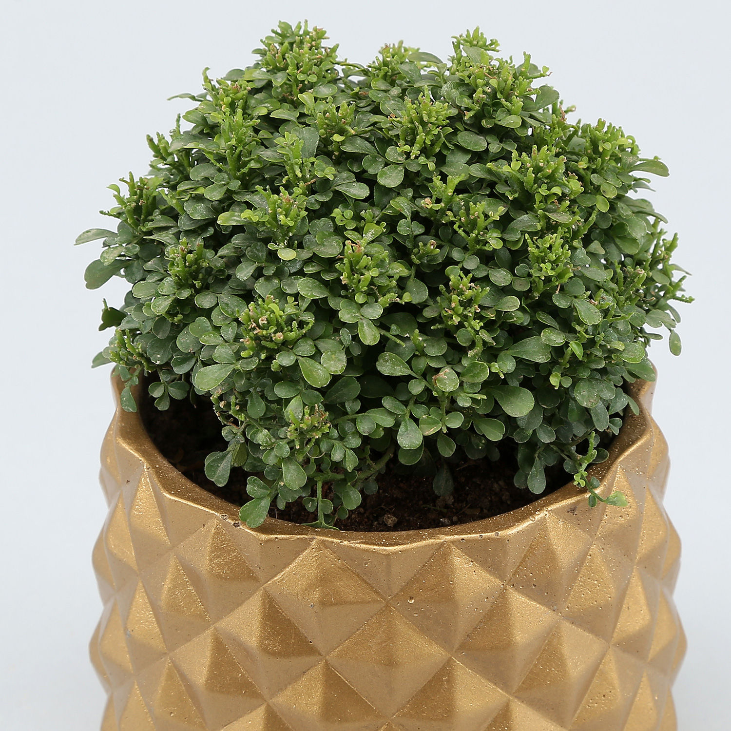 Buy/Send Table Kamini Plant In Golden Planter Online- Ferns N Petals